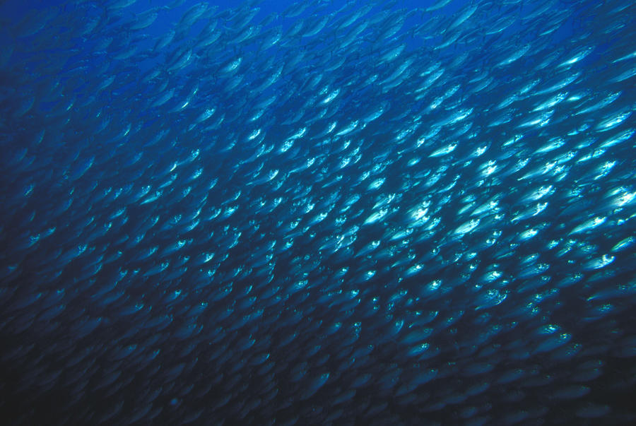 GitHub - 000Dan00010/DATT3400-A01