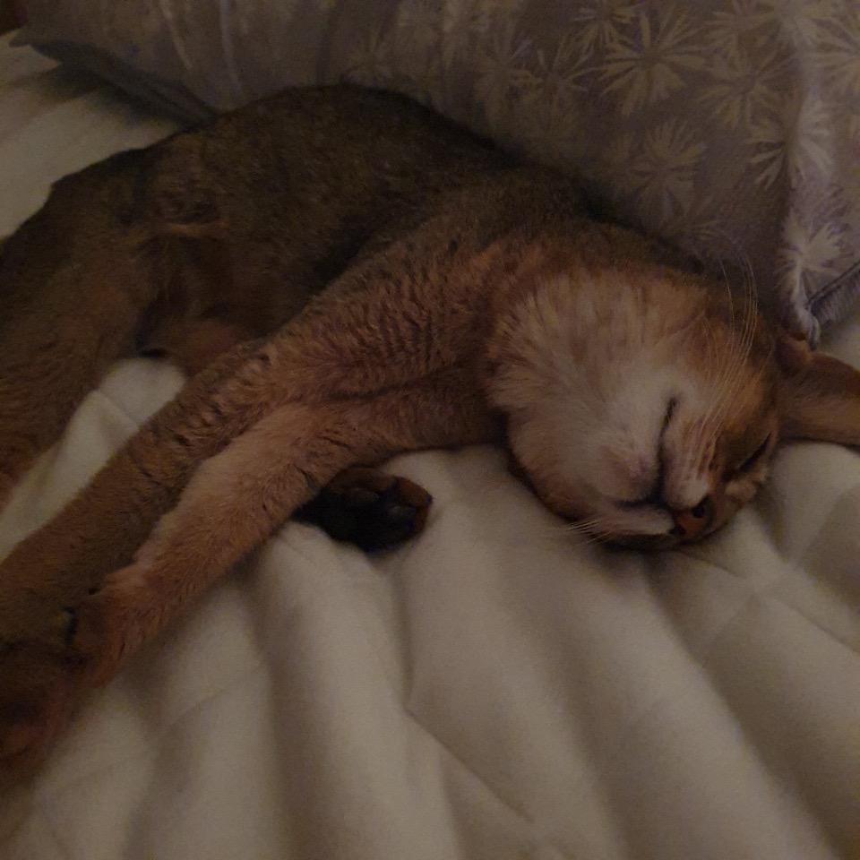 Alex-Redlich (KIM YOUNGMIN) · GitHub