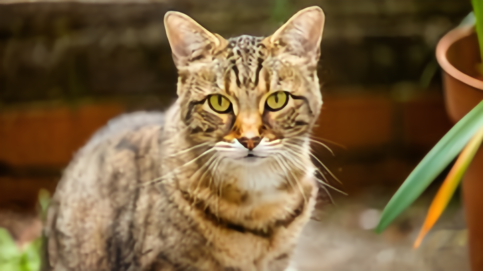 C Model Output Image Different In C Ort Vs Python Ort And Pytorch · Issue 13614