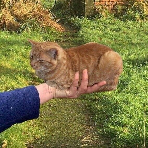 A16H (AOne) · GitHub