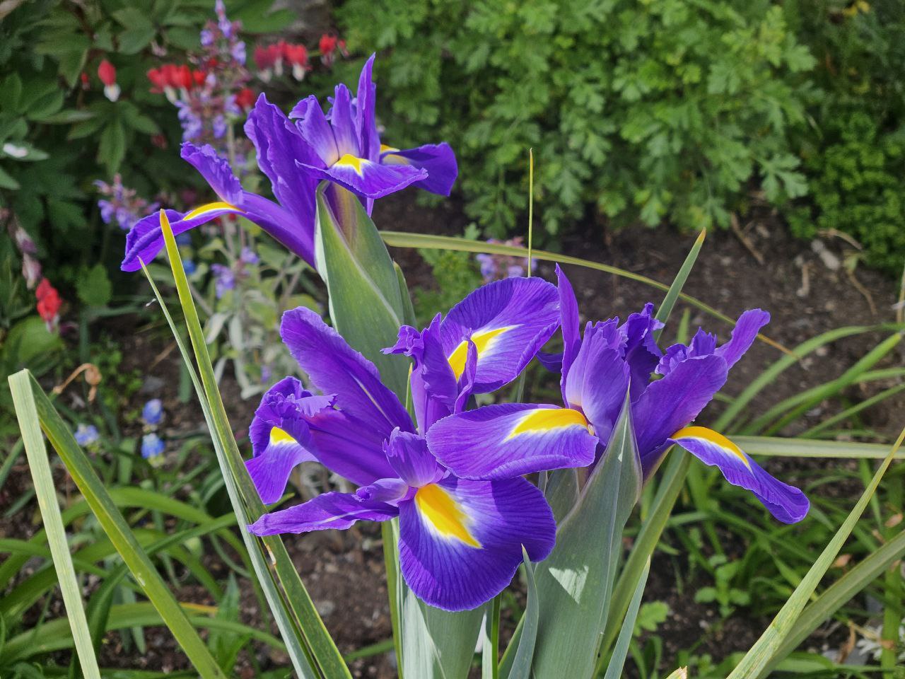 GitHub - OlgaKnut/pands-project