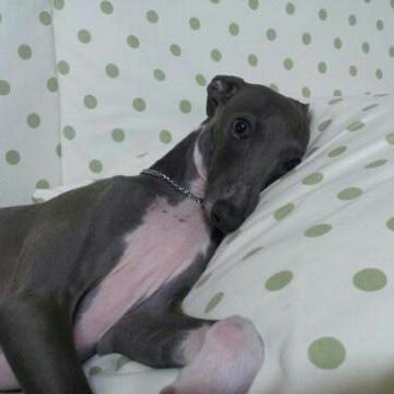 GitHub - FrontEnd-Team3/movie-trailer-project