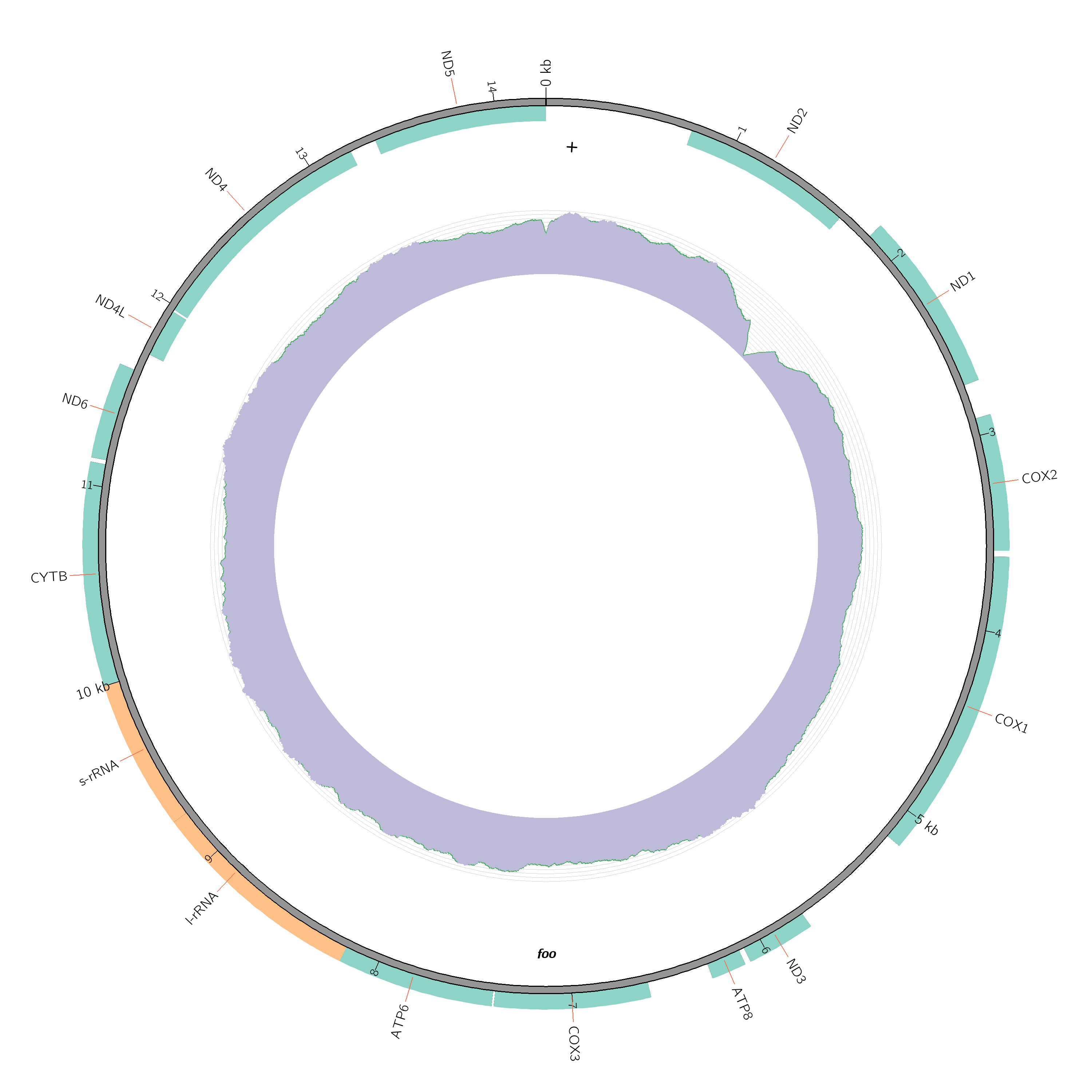 Set Startingpoint of Cicular Mitochondrial Genome · Issue #283 · Kinggerm/GetOrganelle · GitHub