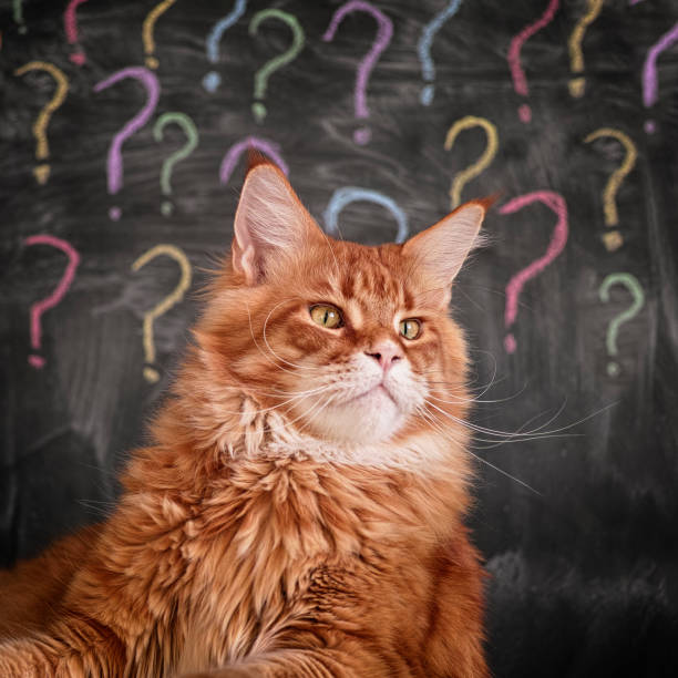 Github Exarp1catphotoapp A Basic Cat Photo App With A Form And Inputs 3511