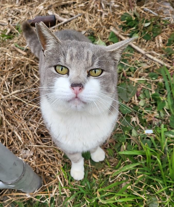 GitHub - Silhouett2/opensw23-KYW