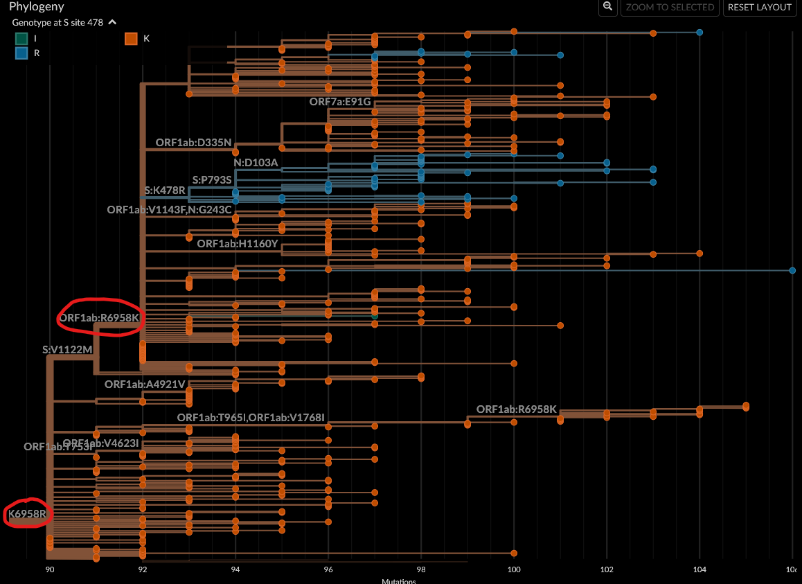 Multiple XBB.1.5 branches with S:V1122M and S:T478R (45/8) · Issue #453 ...