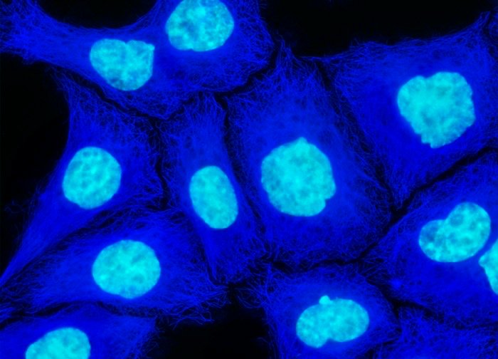 GitHub - VU-CSP/improc_assignment-egfisher: improc_assignment-egfisher created by GitHub Classroom