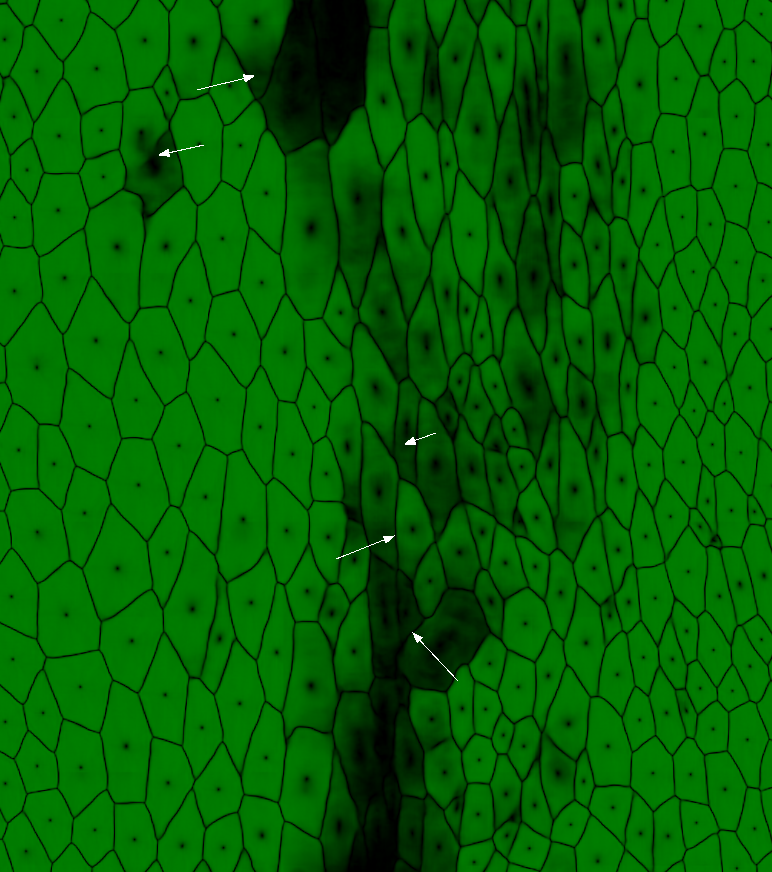 Cell outline not optimal based on cellpose flows[BUG] · Issue #685 · MouseLand/cellpose · GitHub