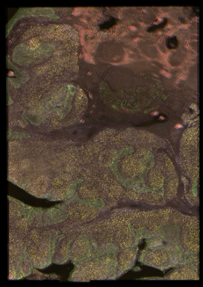 Porting some old Emgu code to NetVips · Issue #130 · kleisauke/net-vips · GitHub