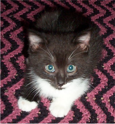 GitHub - lichunying20/Data-Augmentation