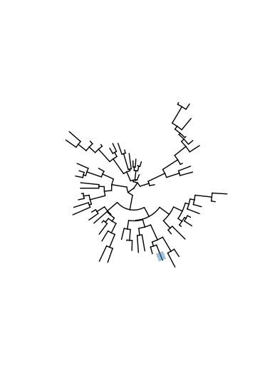 geom_hilight on equal_angle tree is rectangular and not encircled ...