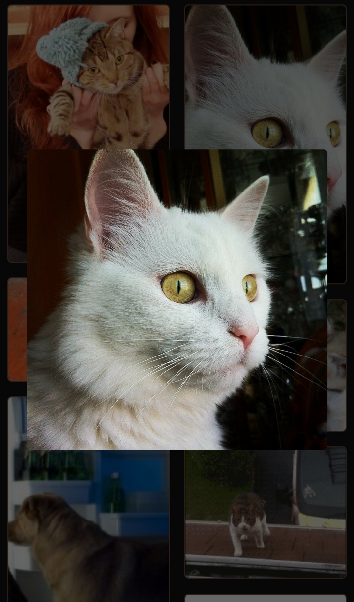 GitHub - suffixing/Catto: Catto App: Browse random cat images in a Pinterest-inspired design.
