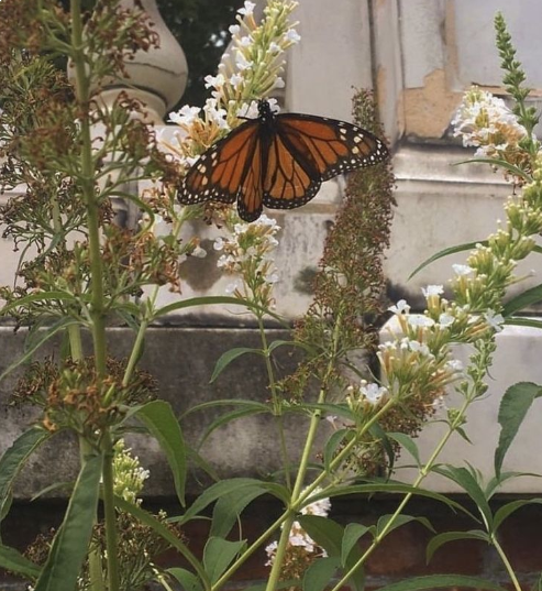 abrilnimo (Abril Dominguez Nimo) · GitHub