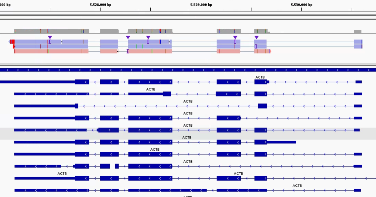 isoquant - strandness - clarifications · Issue #113 · ablab/IsoQuant · GitHub