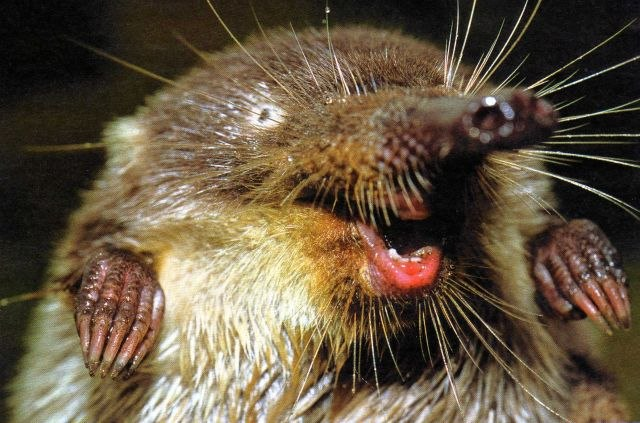 HellsWeaver (Mammadli_King) · GitHub