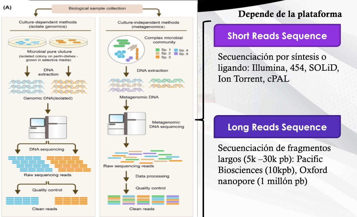 GitHub - JannaColt/MineriaGen: Contiene pipeline para minería genómica