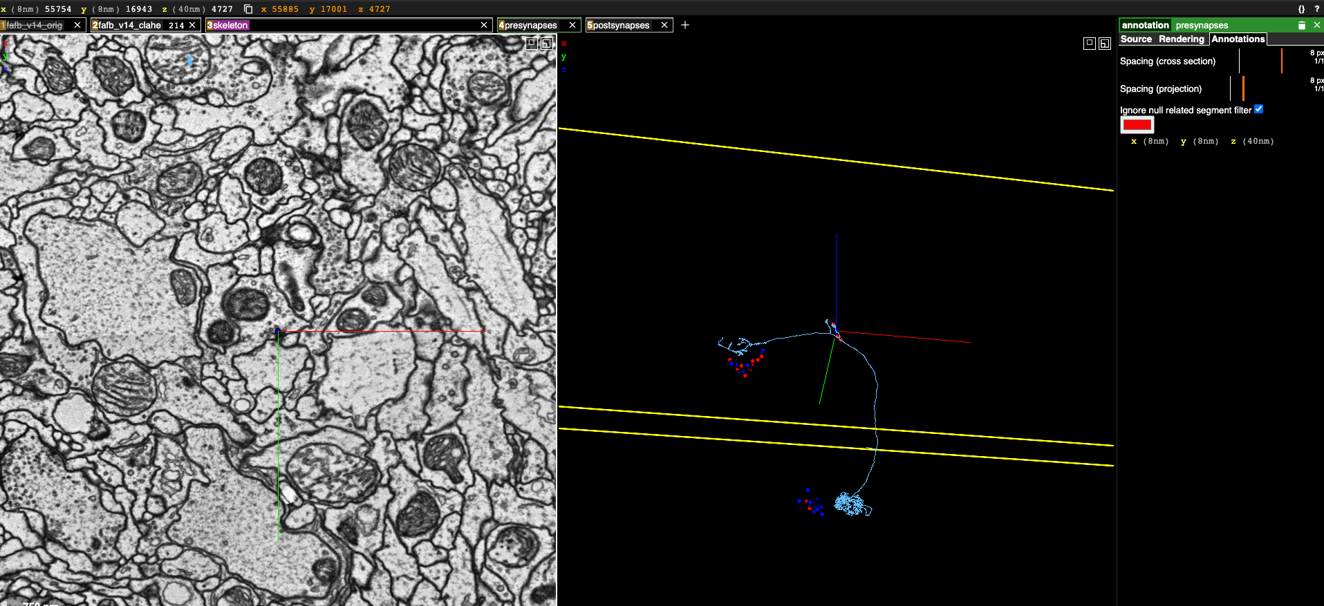 Adding annotations to specific skeletons · Issue #267 · google/neuroglancer · GitHub