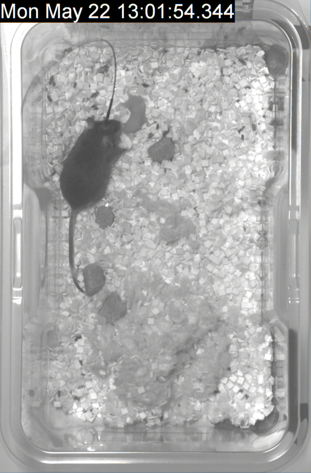 Muti animal mode in the deeplabcut vs 2.3.5 could not tracking a video ...