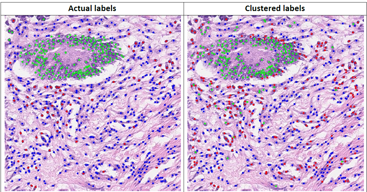 GitHub - AmirTabatabaei-git/CellCluster-FeaturesExtraction: Cell ...