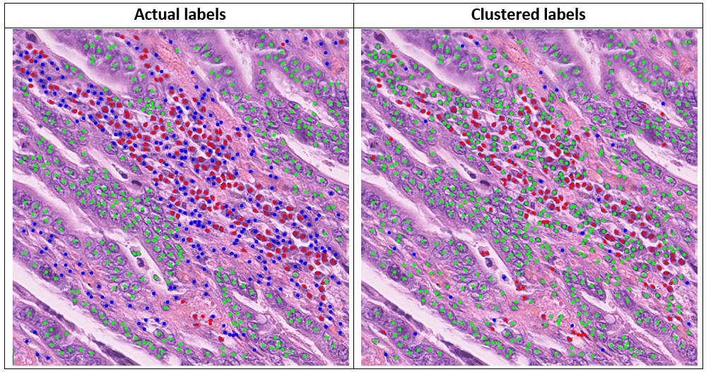 GitHub - AmirTabatabaei-git/CellCluster-FeaturesExtraction: Cell ...