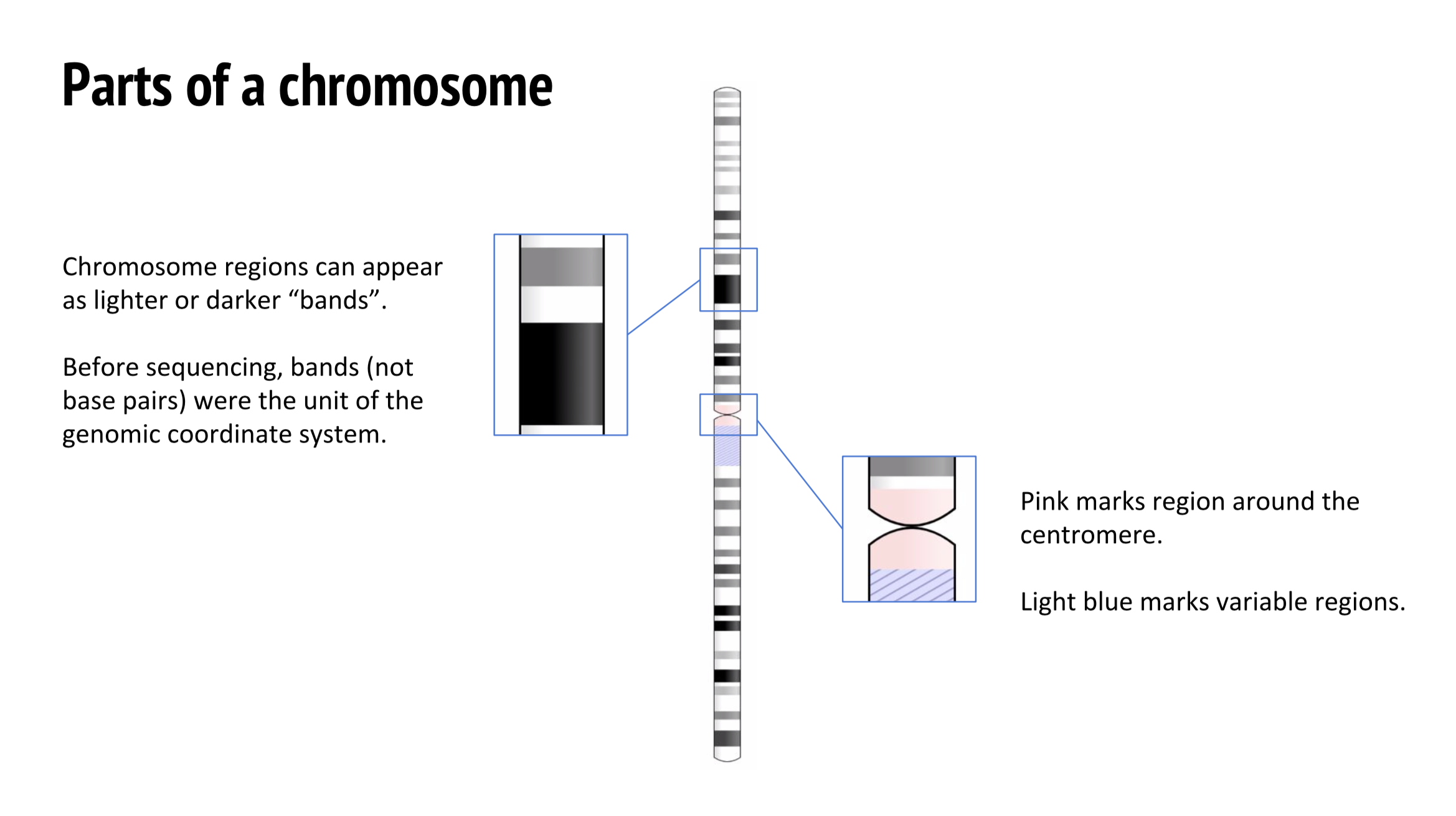 Briefly Document chromosome biology / colors? · Issue #156 · eweitz/ideogram · GitHub