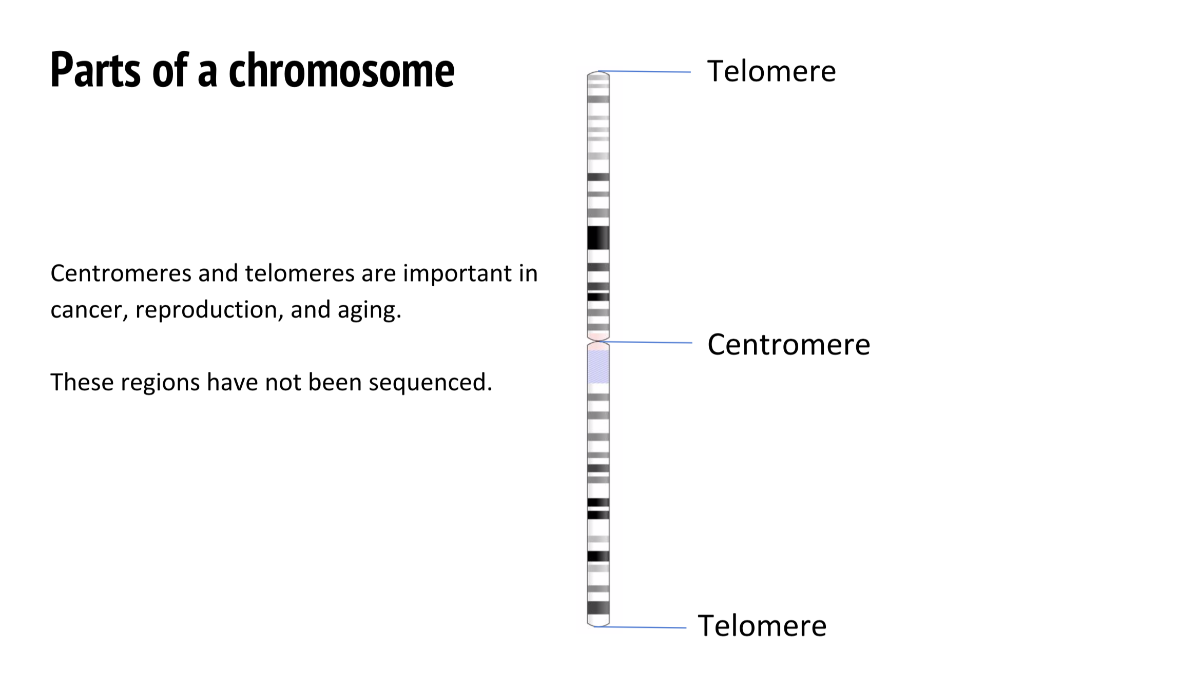 Briefly Document chromosome biology / colors? · Issue #156 · eweitz ...