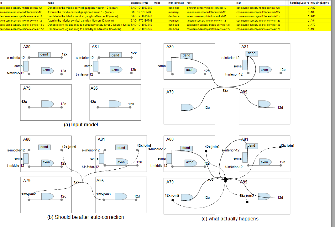 Cardiac model Neuron-12 neurulation - issue with join-chain rewriting · Issue #186 · open ...
