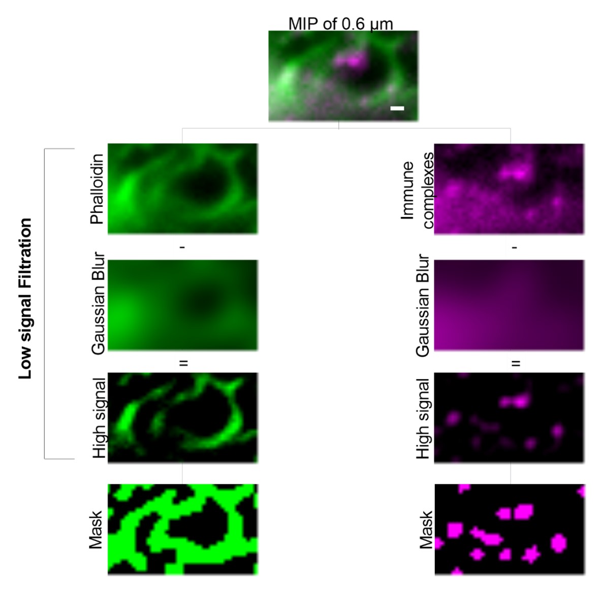 GitHub - maroiliop/Enrichment-Analysis: FIJI macros for Enrichment Analysis