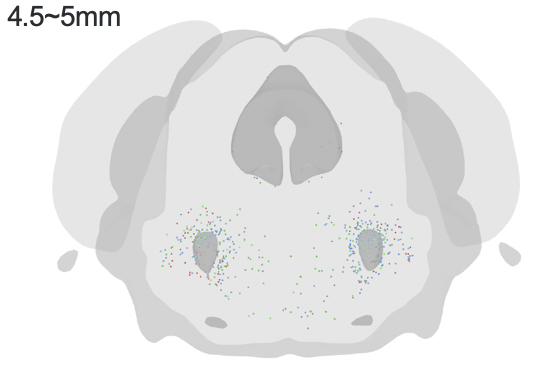 Inside the brain is not painted after slicing · Issue #139 · brainglobe/brainrender · GitHub