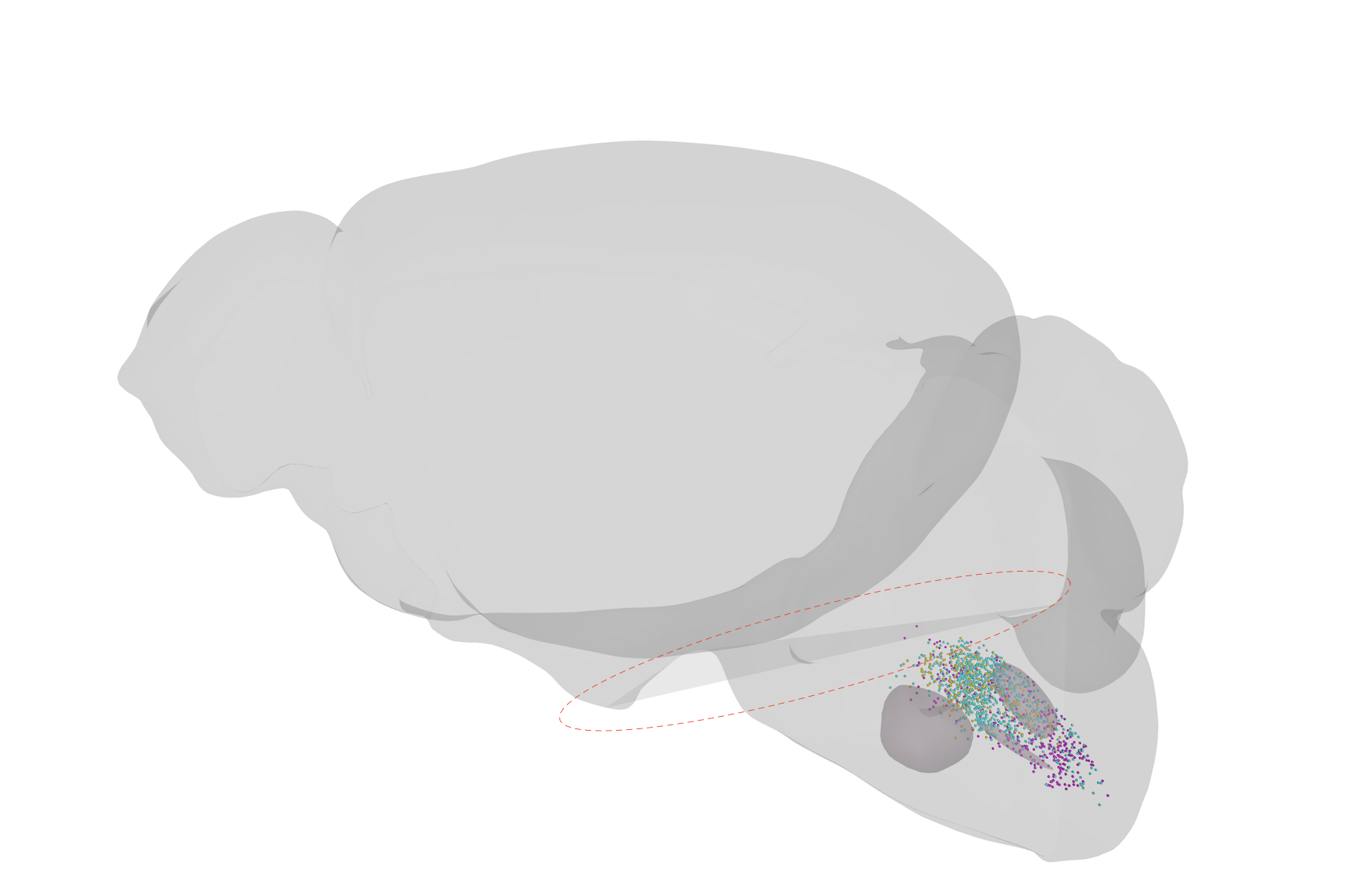 Rendering a half of the brain · Issue #72 · brainglobe/brainrender · GitHub