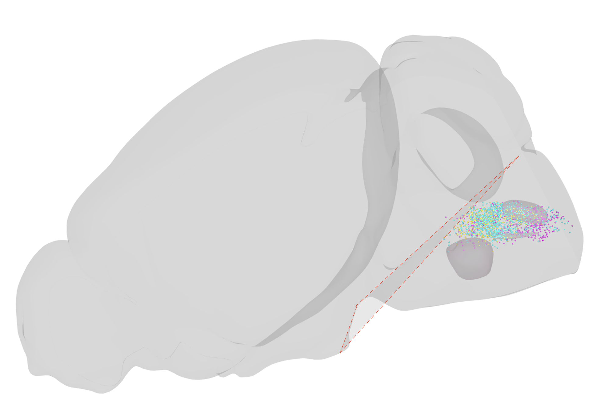 Rendering a half of the brain · Issue #72 · brainglobe/brainrender · GitHub