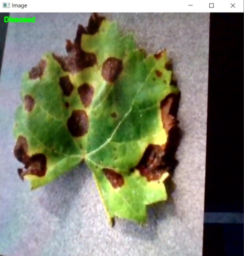 GitHub - zadkiel05/Leaf-Disease-Detection: The latest improvements in ...