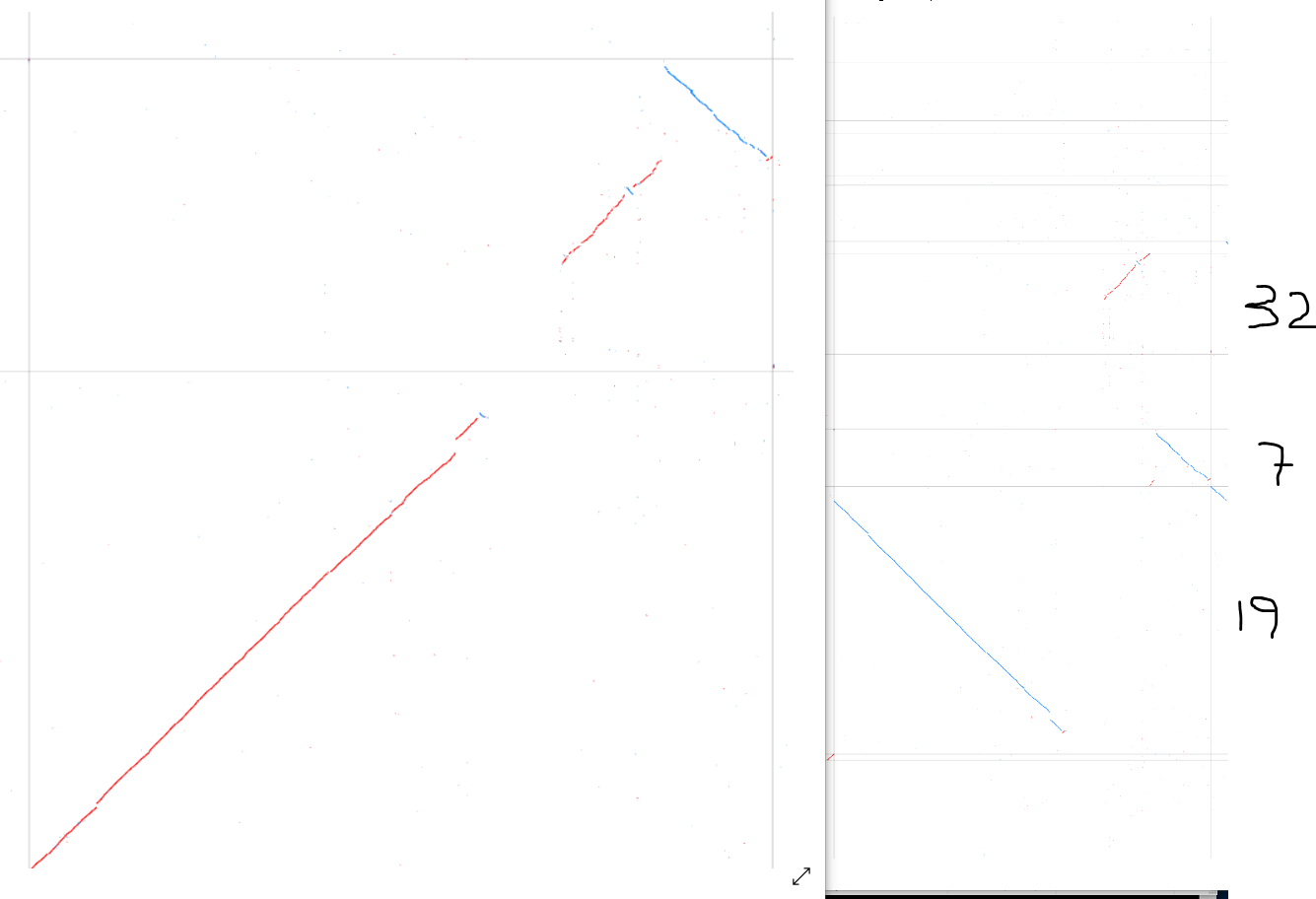 incomplete and incorrect scaffolding · Issue #53 · malonge/RagTag · GitHub