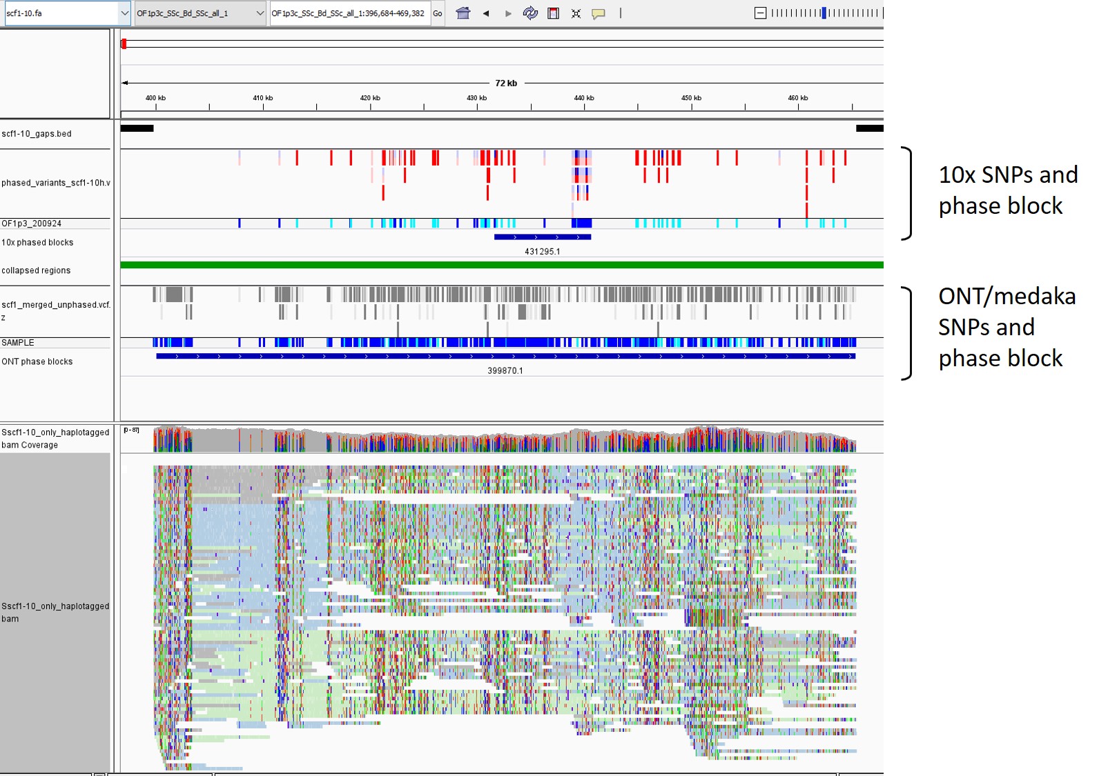 SNP calling in regions and phase blocks · Issue #224 · nanoporetech ...