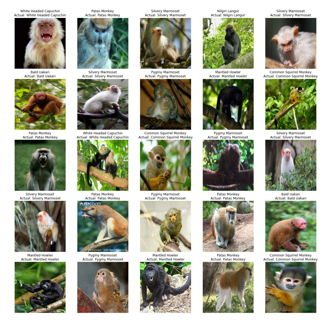 GitHub - MayaAmelieSeale/Monkey_Species_Image_Classification: A ...