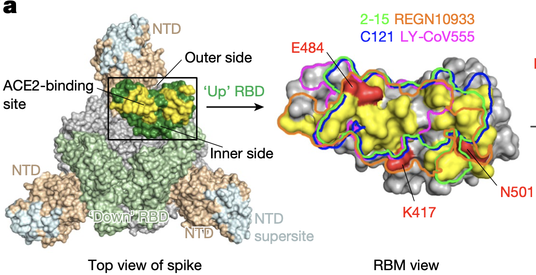 XBB.1.9.1 with S:E484K (28 Seqs, Spain, Greece, Sweden, USA, Canary ...