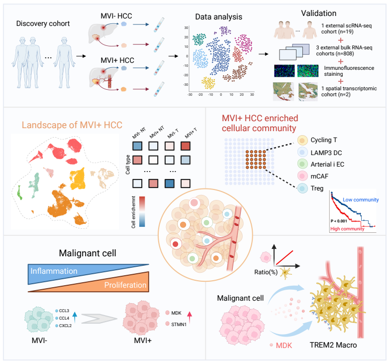 GitHub - ZhoulabCPH/MVI_HCC: These are code and scripts for MVI+ HCC scRNA-seq analysis.