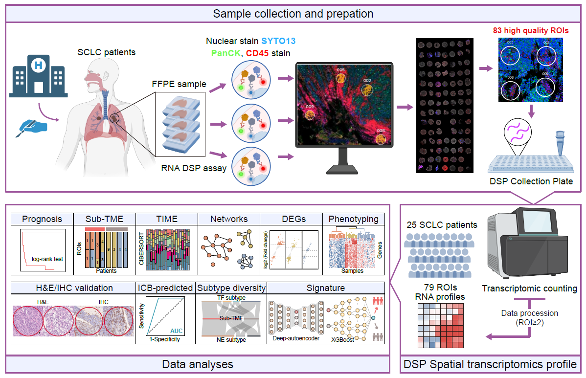 GitHub - ZhoulabCPH/ITHtyper