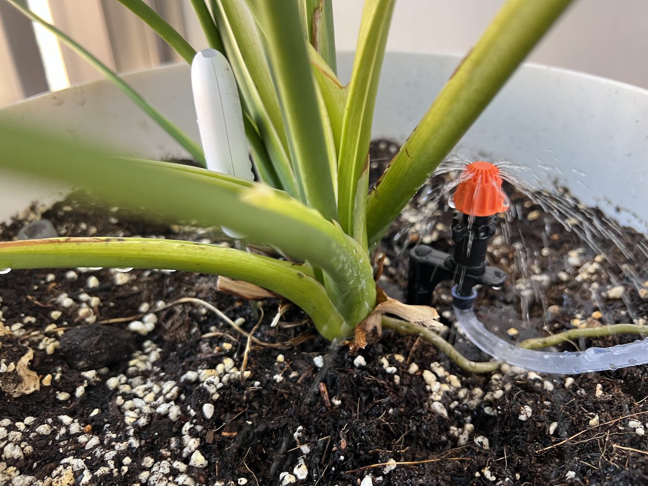 GitHub - LaurentKol/waterplant: plant watering system in python