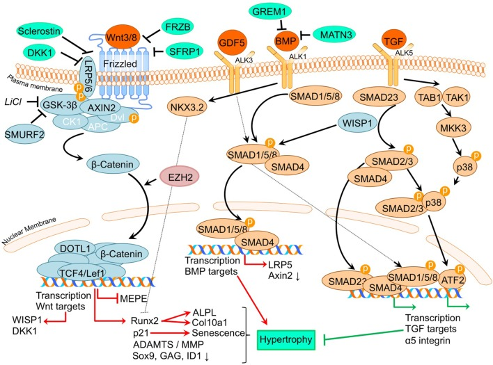 Wnt- and TGFB signaling pathways in the development of the ...