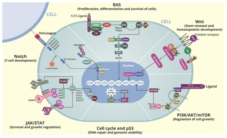 Cellular pathways affected by genes mutated in ALL · Issue #11 · wikipathways/pathway-curation ...