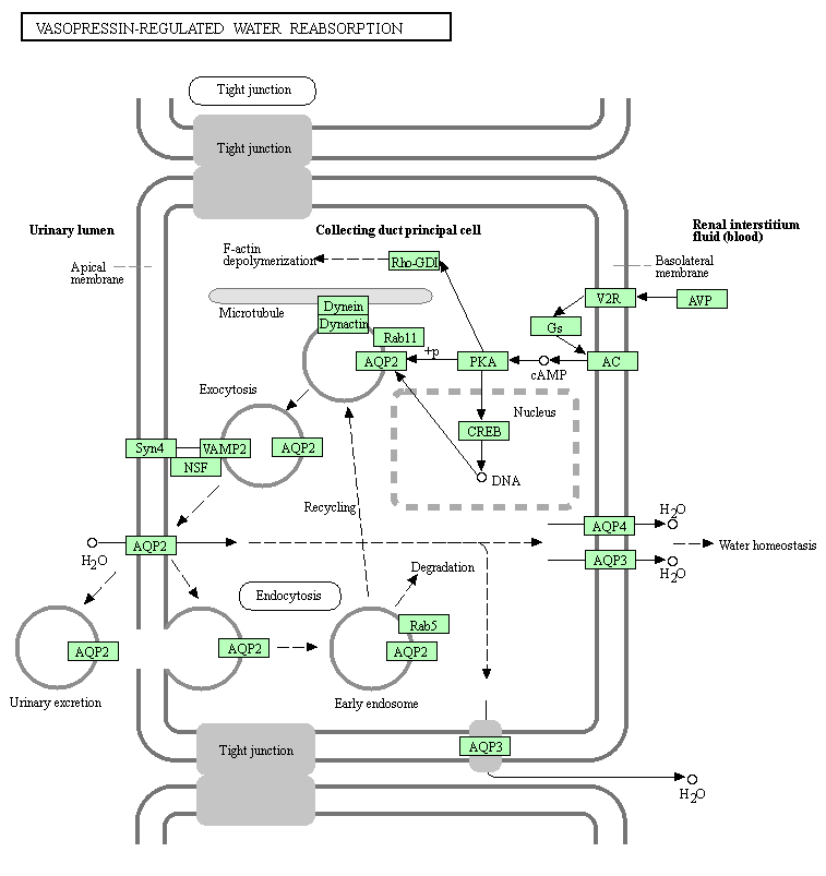 Vasopressin-regulated water reabsorption · Issue #12 · wikipathways/pathway-curation-tasks · GitHub