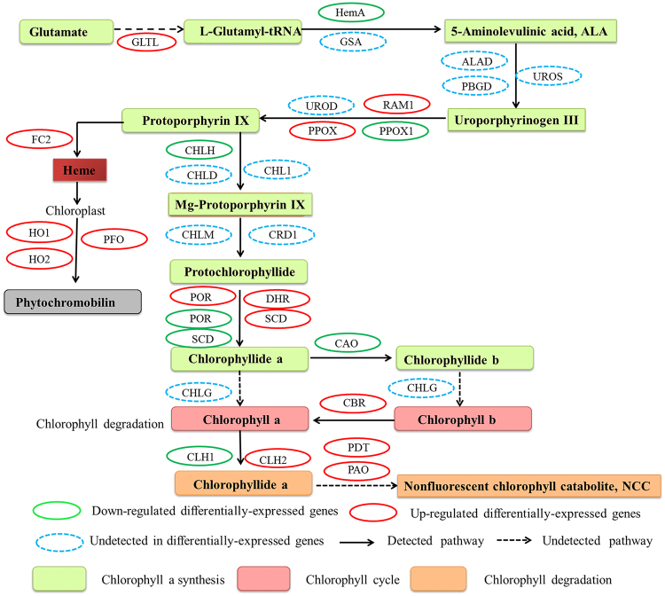 Chlorophyll metabolic pathway in drought-stress grapevine leaves ...