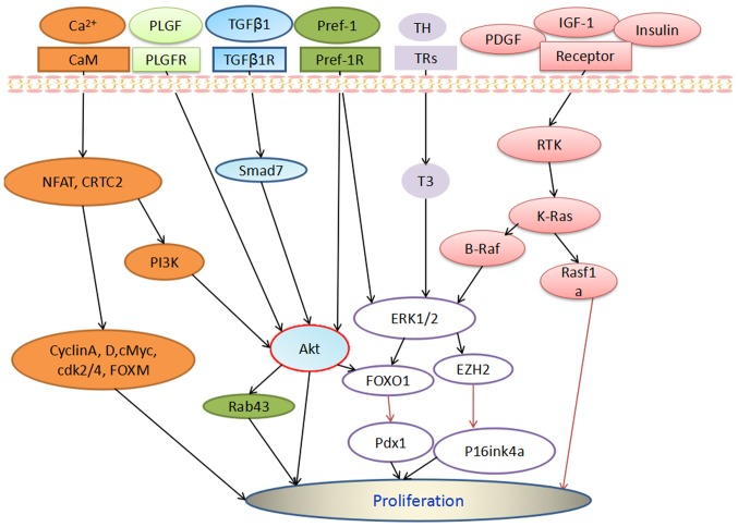 Growth factors and hormones in Beta-cell proliferation · Issue #17 · wikipathways/pathway ...
