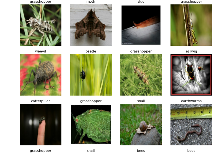 GitHub - NomanShabeer/Agriculture-Pest-Prediction