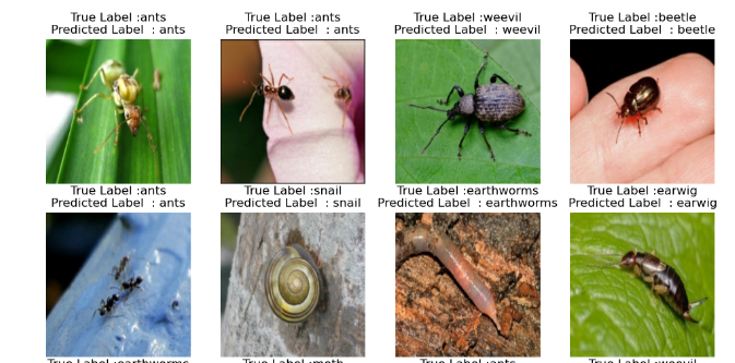 GitHub - NomanShabeer/Agriculture-Pest-Prediction