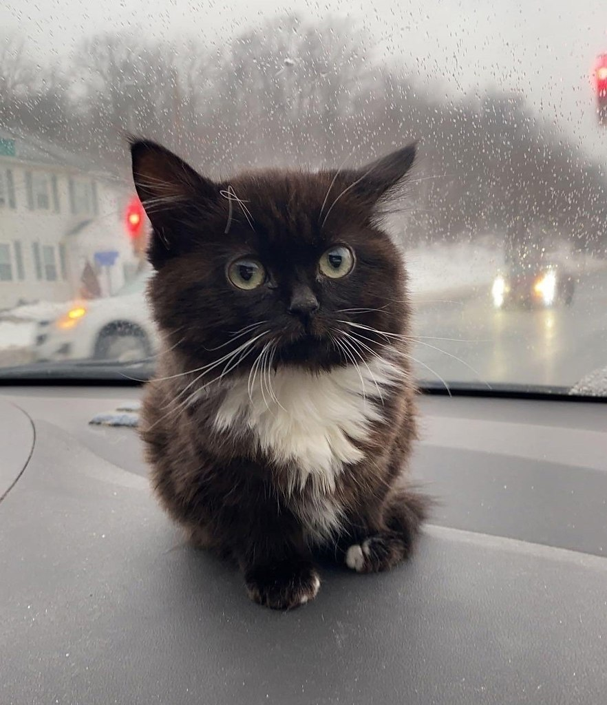 Cyber-Trading-Machines · GitHub