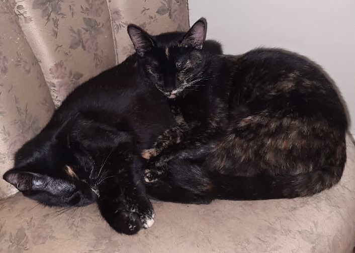 Askorbico (Pedro Bueno) · GitHub