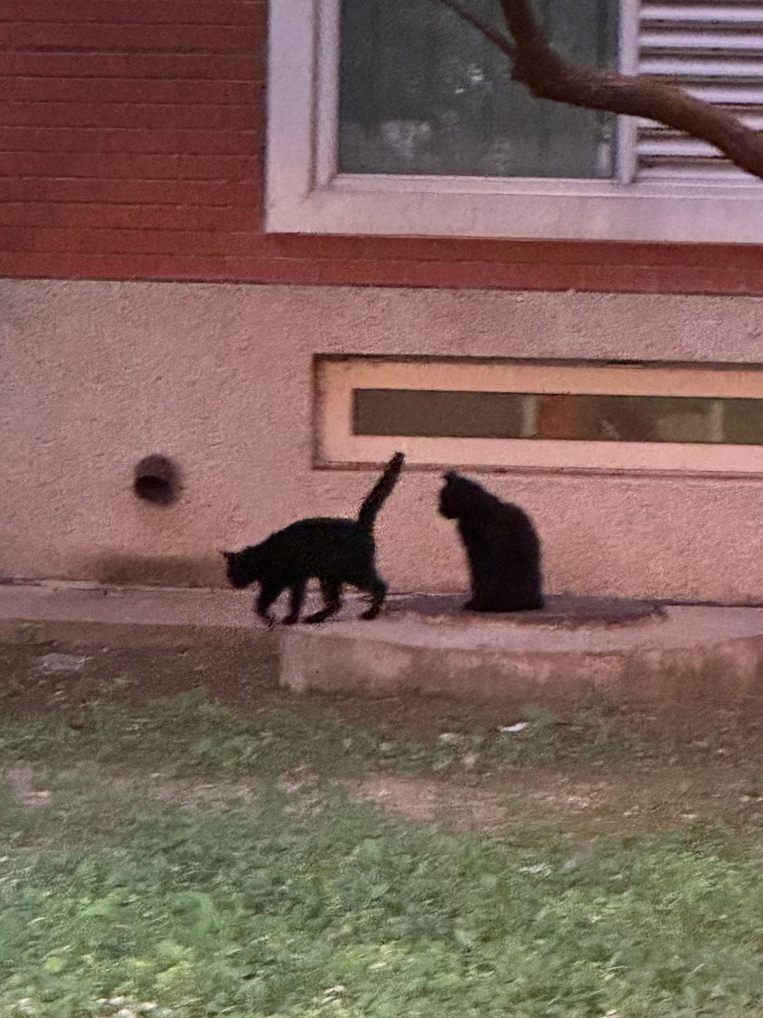 Yang-Zinan · GitHub