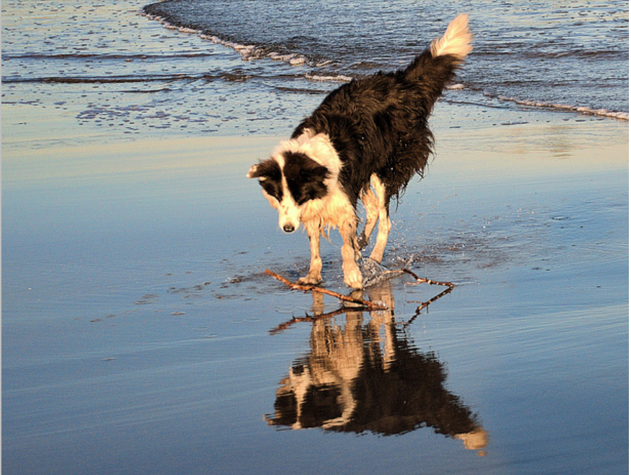 请问看图说话的测试效果如何？ · Issue #1 · biuping/ChatBot · GitHub